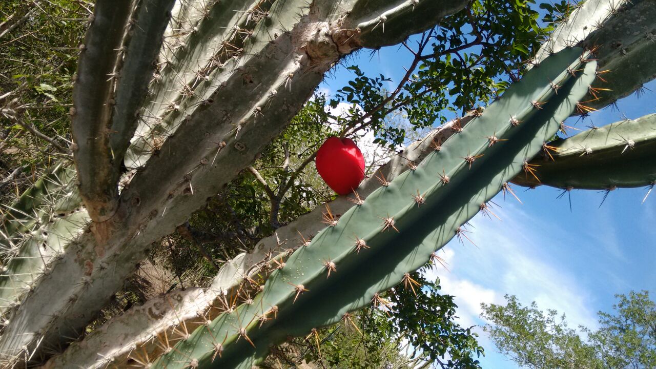 Cacto Mandacarú Um Guia Completo Desta Planta - Guia das Suculentas