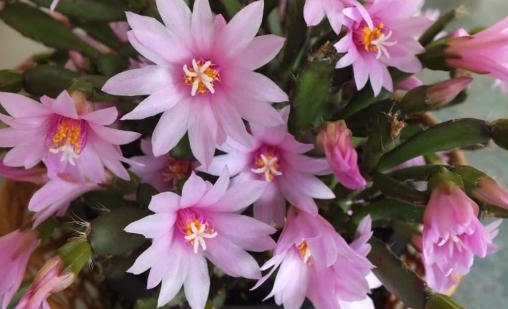 Rabo de Macaco Saiba Tudo Sobre Essa Planta - Guia das Suculentas