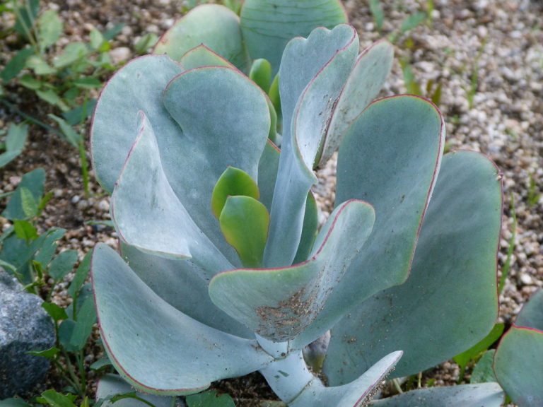 Cotyledon Orbiculata Tudo Sobre Essa Suculenta - Guia das Suculentas