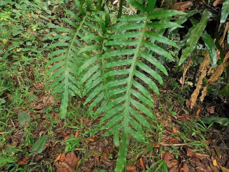 Samambaia Azul Saiba Tudo Sobre Essa Planta - Guia das Suculentas