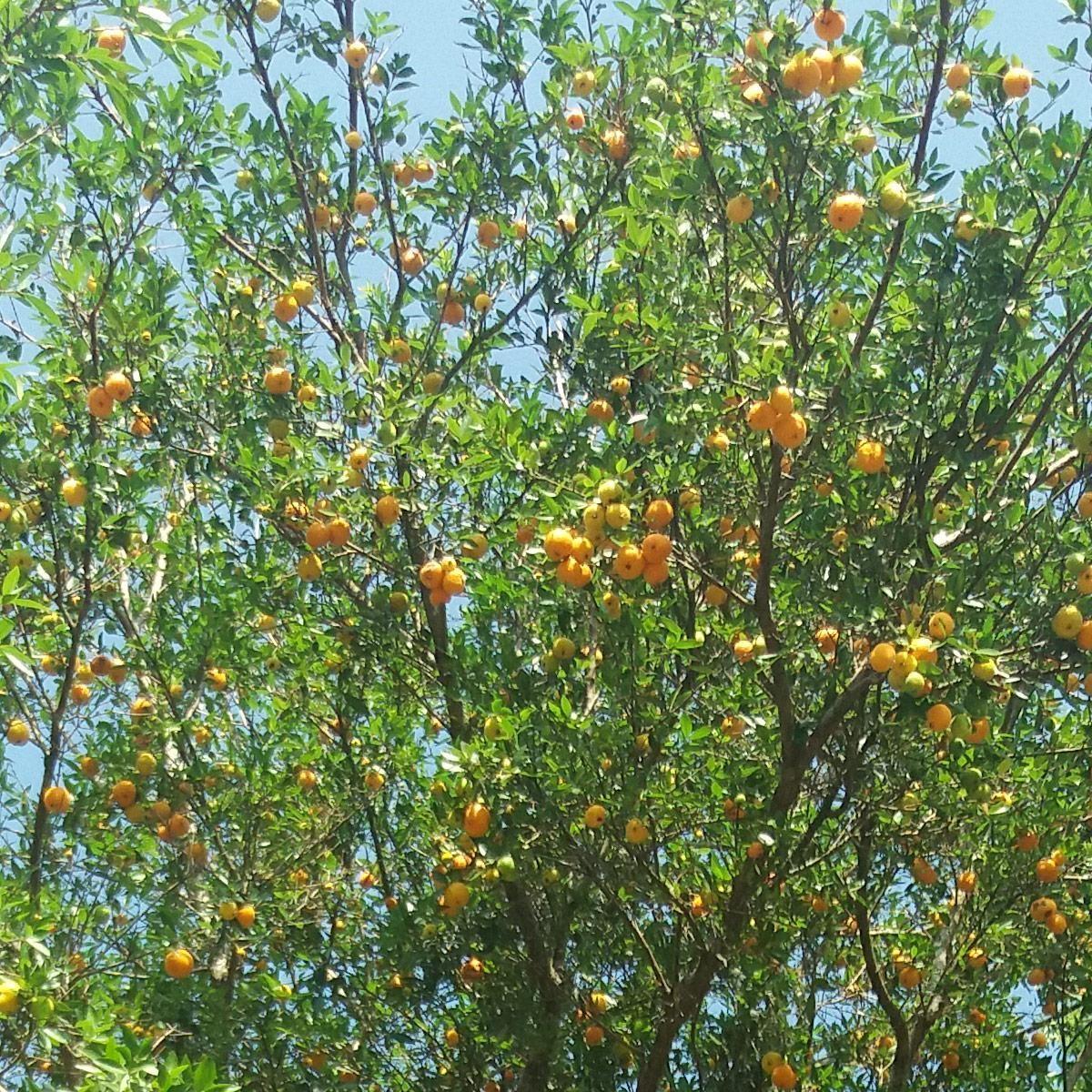 Uvaia Um Guia Completo Sobre Essa Planta - Guia das Suculentas