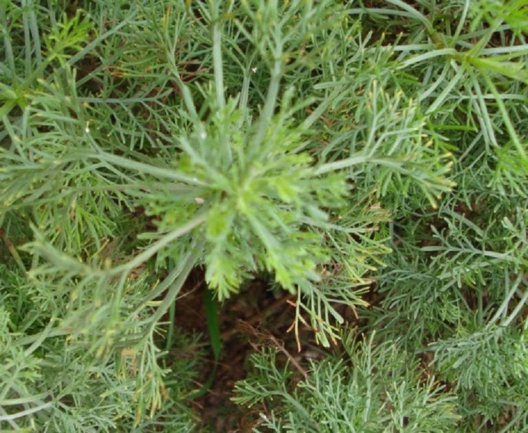 Cânfora Um Guia Completo Desta Planta - Guia das Suculentas