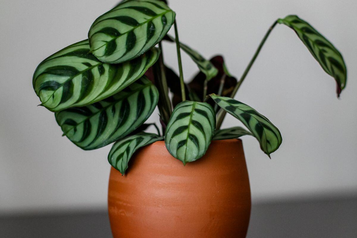 Plantas de Sombra Que Você Precisa Conhecer - Guia das Suculentas