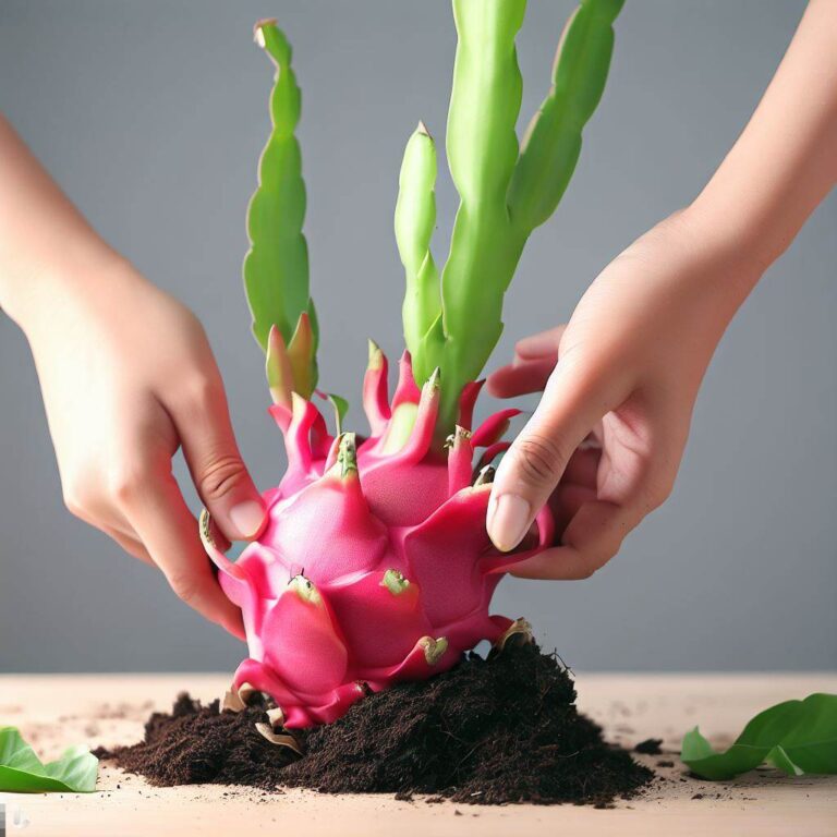 Como Plantar Pitaya Guia Completo - Guia das Suculentas