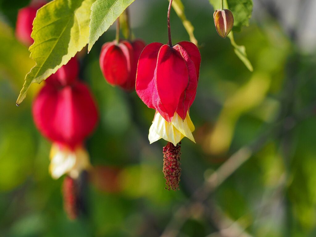 Abutilon Megapotamicum Um Guia Sobre Essa Planta - Guia das Suculentas