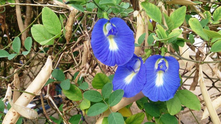 Clitoria Ternatea: Um Guia Completo - Guia das Suculentas