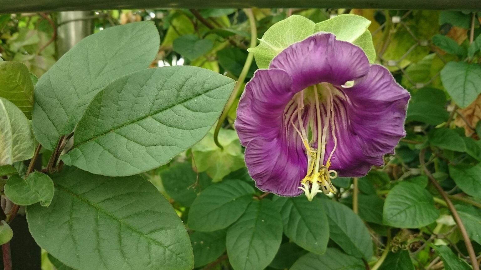 Cobaea Scandens Um Guia Completo - Guia das Suculentas
