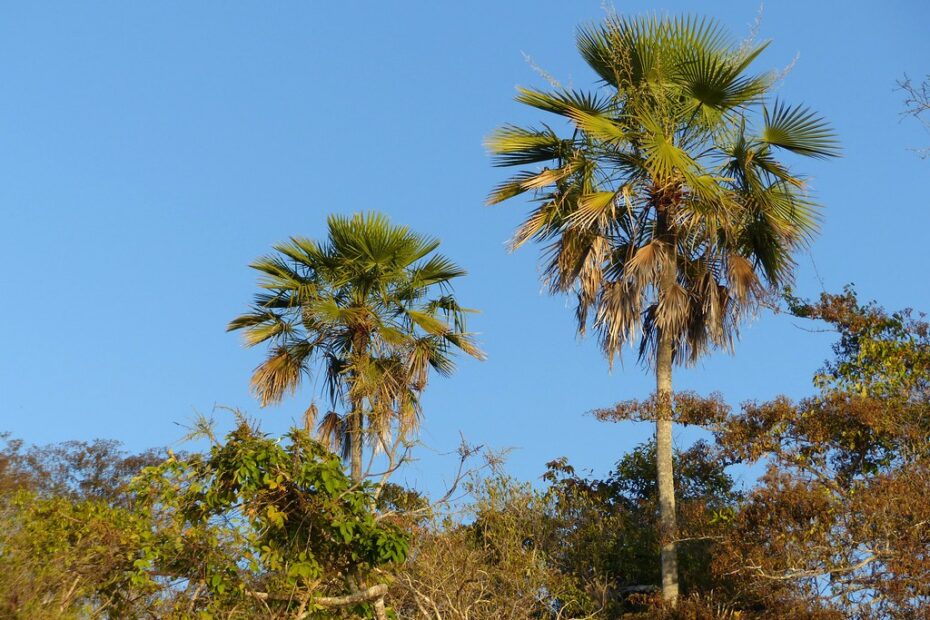 Carandá Um Guia Completo Sobre Essa Árvore - Guia das Suculentas