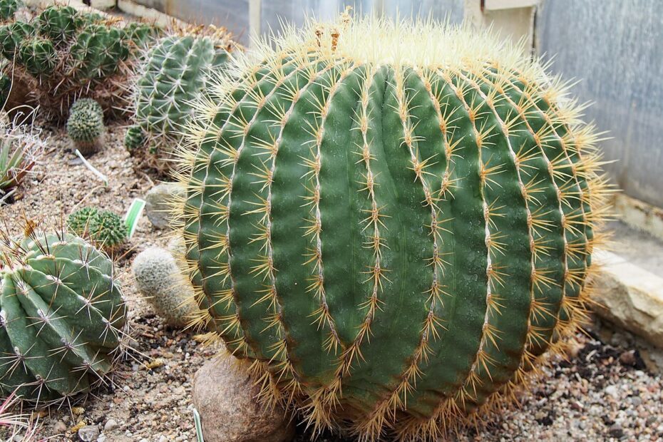 Ferocactus Histrix Um Guia Completo - Guia das Suculentas