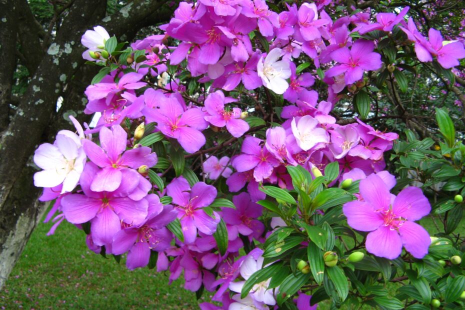 Como Plantar Manacá da Serra: Um Guia Completo - Guia das Suculentas